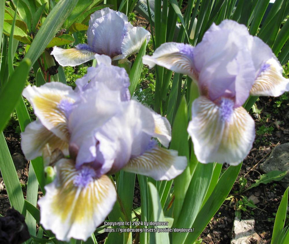 Photo of the bloom of Standard Dwarf Bearded Iris (Iris 'Irish Moss') posted by doglover ...