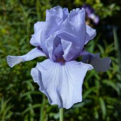 Tall Bearded Iris (Iris 'Codicil') in the Irises Database - Garden.org