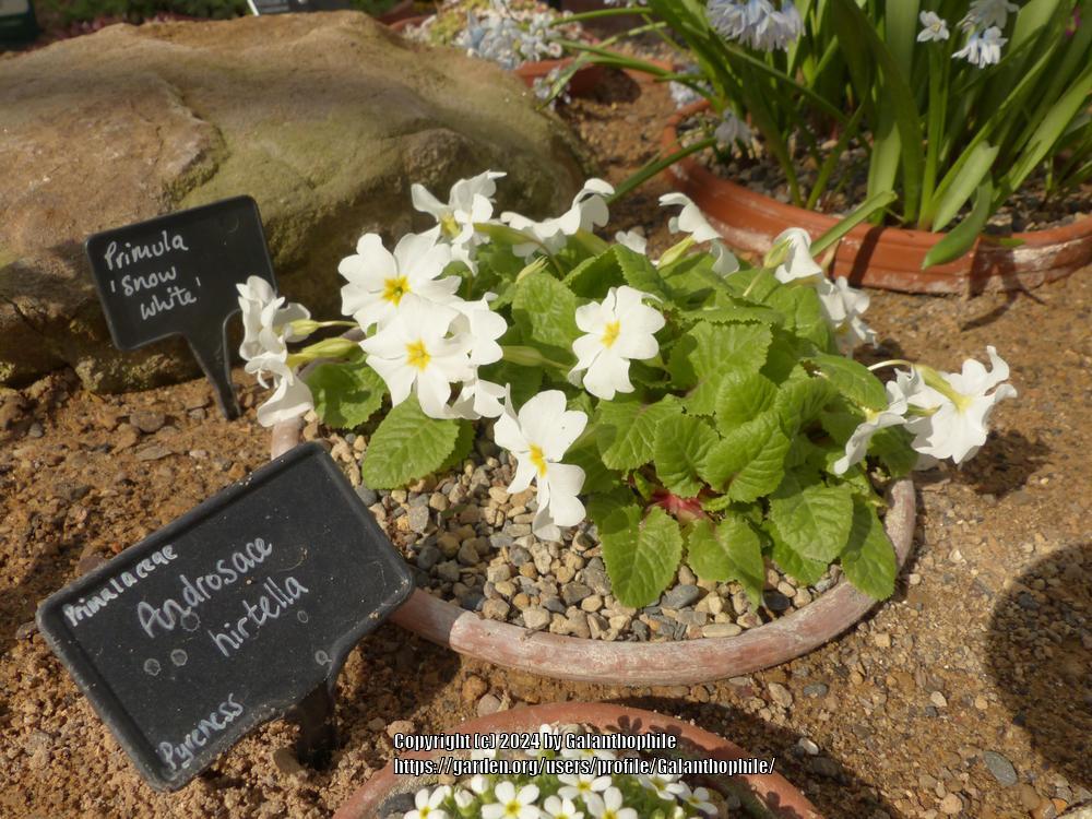 Photo of the entire plant of English Primrose (Primula vulgaris 'Snow ...