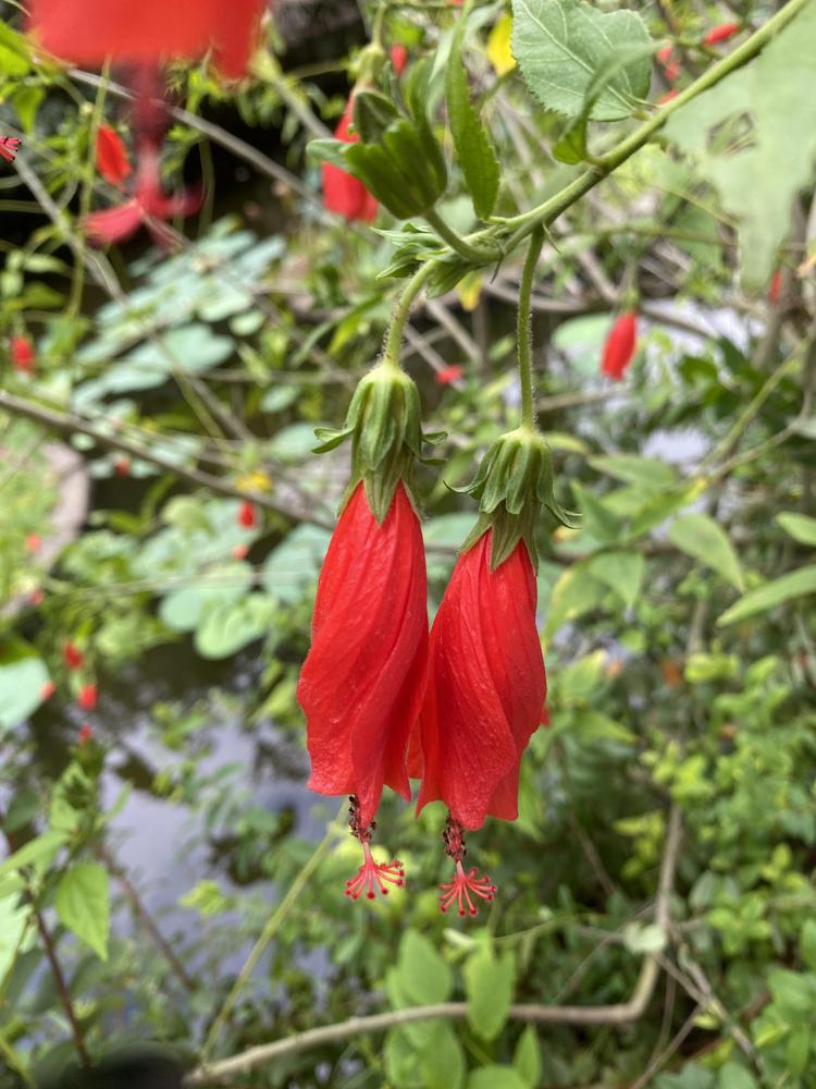 Photo of the bloom of Turk's Cap (Malvaviscus penduliflorus) posted by SL_gardener - Garden.org
