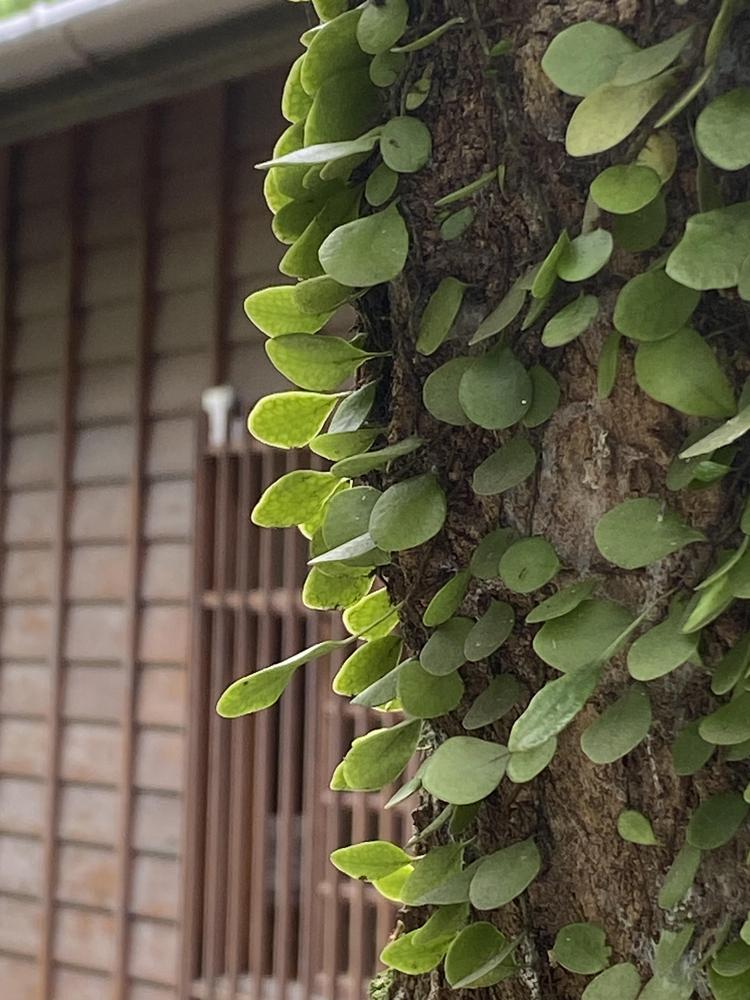 Photo of the leaves of Lepisorus microphyllus posted by SL_gardener ...