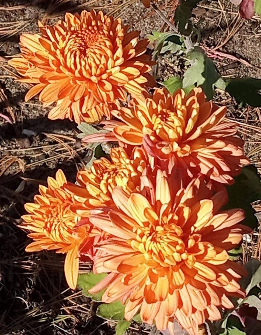 Photo of the bloom of Football Mum (Chrysanthemum 'Coral Cavalier ...