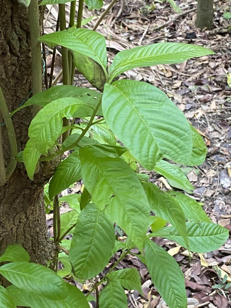 Photo of the leaves of Camptotheca acuminata posted by SL_gardener ...