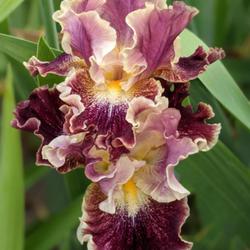 Photo of the bloom of Tall Bearded Iris (Iris 'Exploding Galaxy ...