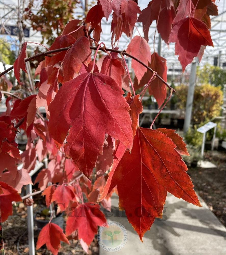Photo of the fall color of Red Maple (Acer rubrum Red Sunset®) posted ...