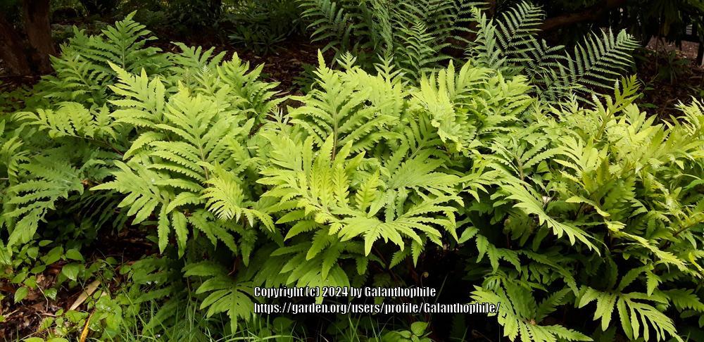 Photo of the leaves of Sensitive Fern (Onoclea sensibilis) posted by ...
