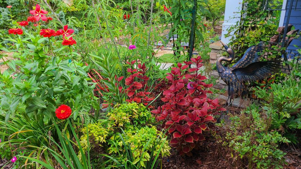 Coleus (Coleus scutellarioides 'Ruby Slipper') in the Coleus Database ...