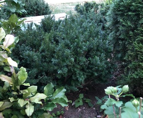 Need to replace a dead yew bush and wondering if I should transplant an ...