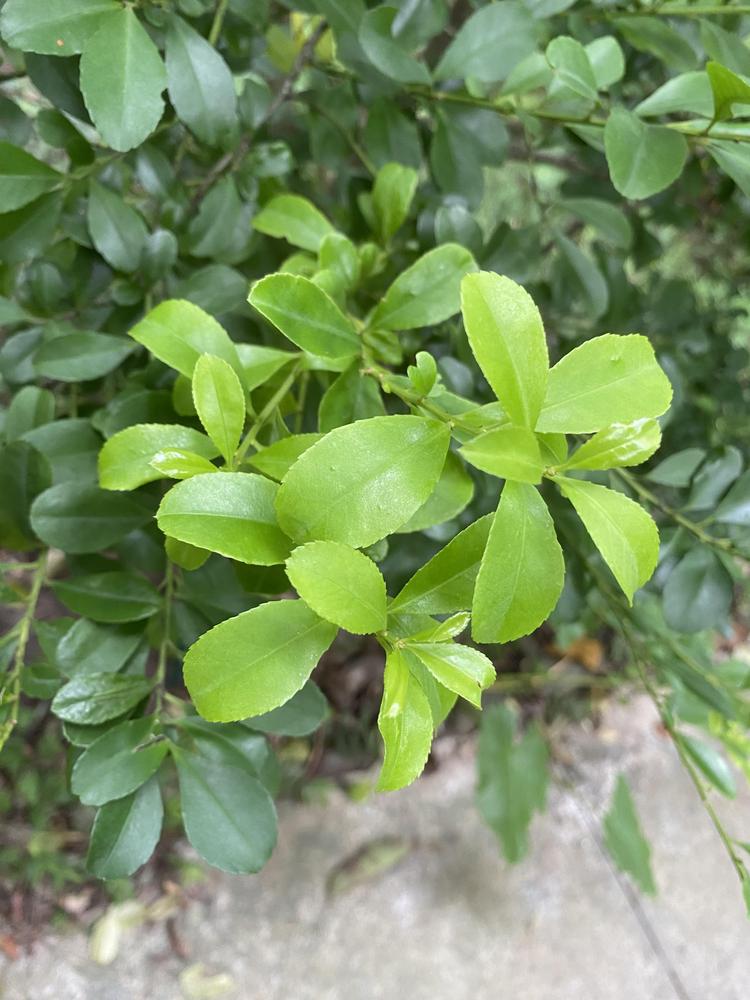 Ilex maximowicziana in the Ilex Database - Garden.org