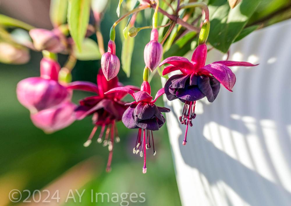 Fuchsia 'Maxima' in the Fuchsias Database - Garden.org