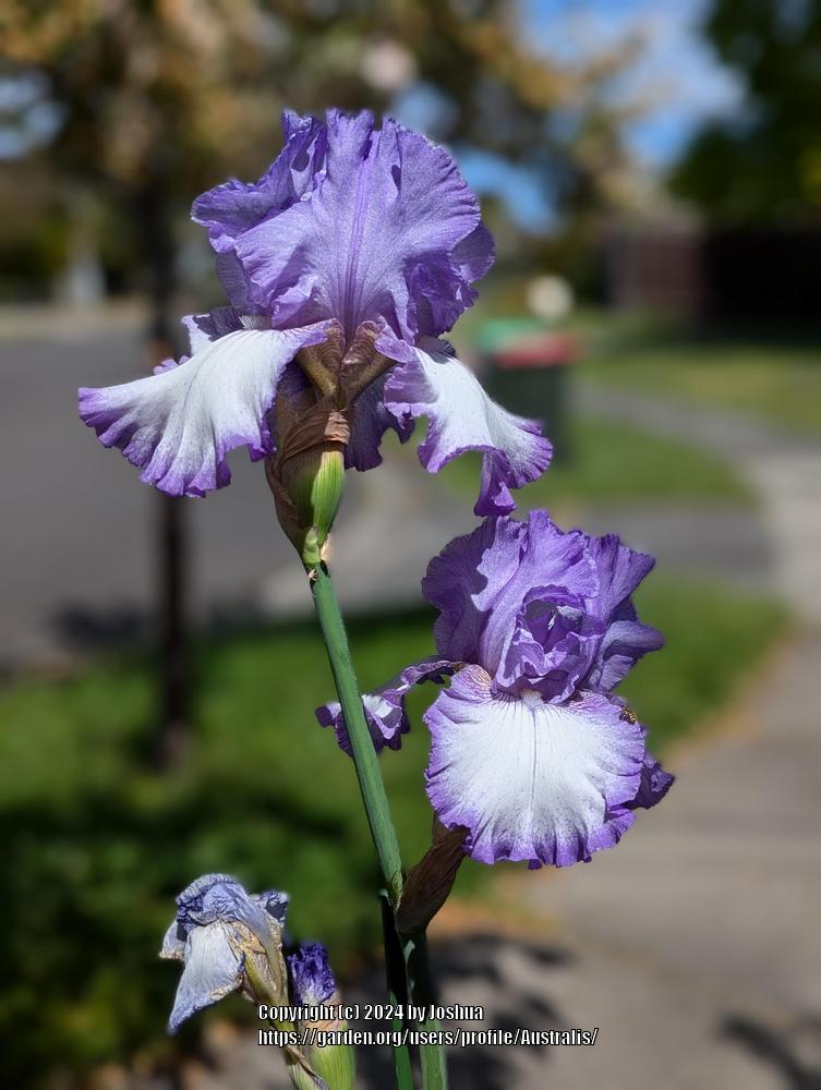 Tall Bearded Iris (Iris 'Rococo Valley') in the Irises Database ...
