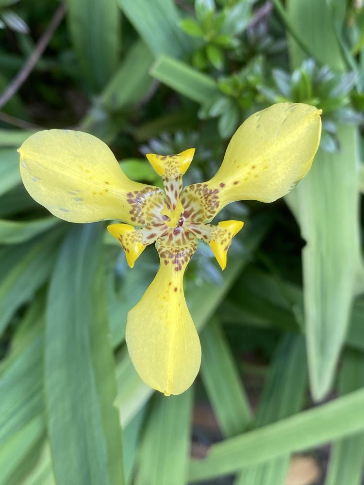 Photo of the bloom of Yellow Walking Iris (Trimezia martinicensis ...