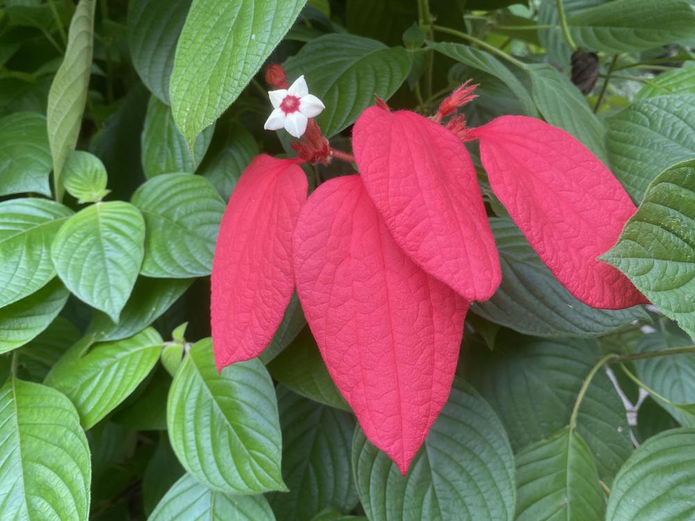 Photo of the bloom of Red Flag Bush (Mussaenda erythrophylla) posted by ...