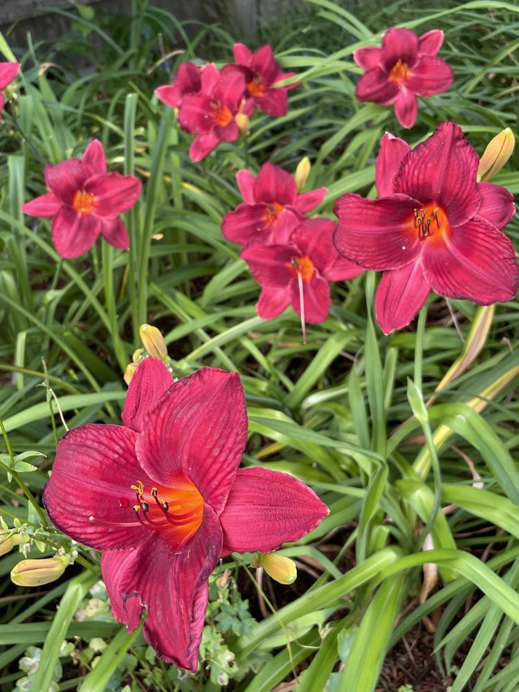 Photo of the bloom of Daylily (Hemerocallis 'Raspberry Wine') posted by ...