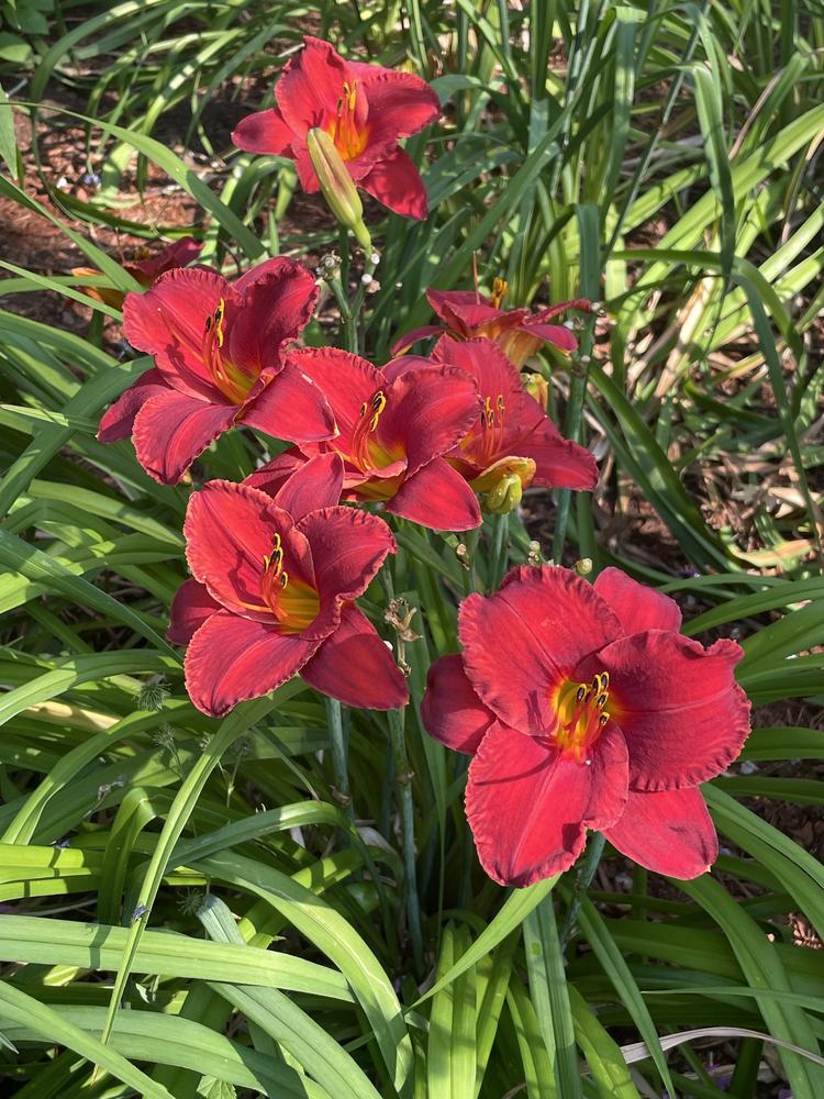 Daylily (Hemerocallis 'Red Razzmatazz') in the Daylilies Database ...
