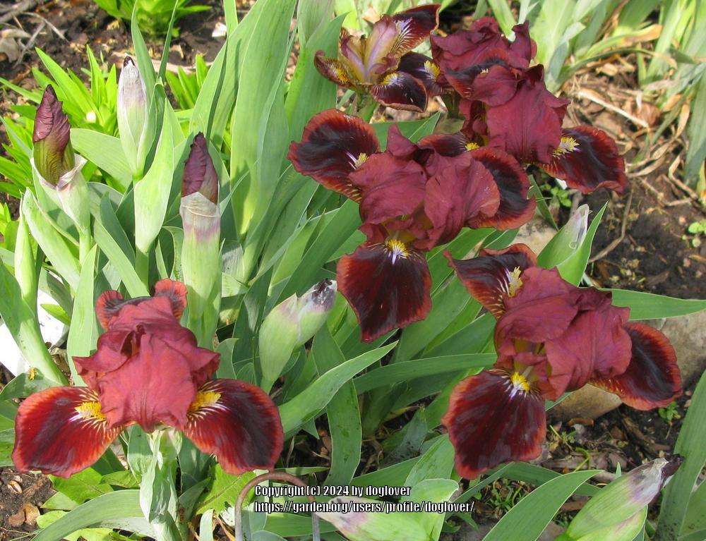 Photo of the bloom of Standard Dwarf Bearded Iris (Iris 'Little Annie') posted by doglover ...