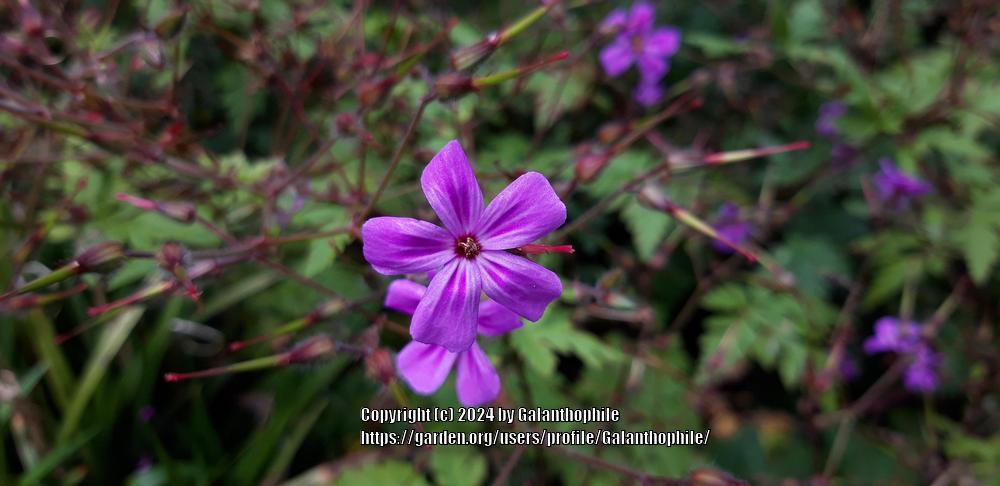 Greater Robert's Geranium (Geranium yeoi ) in the Geraniums Database ...