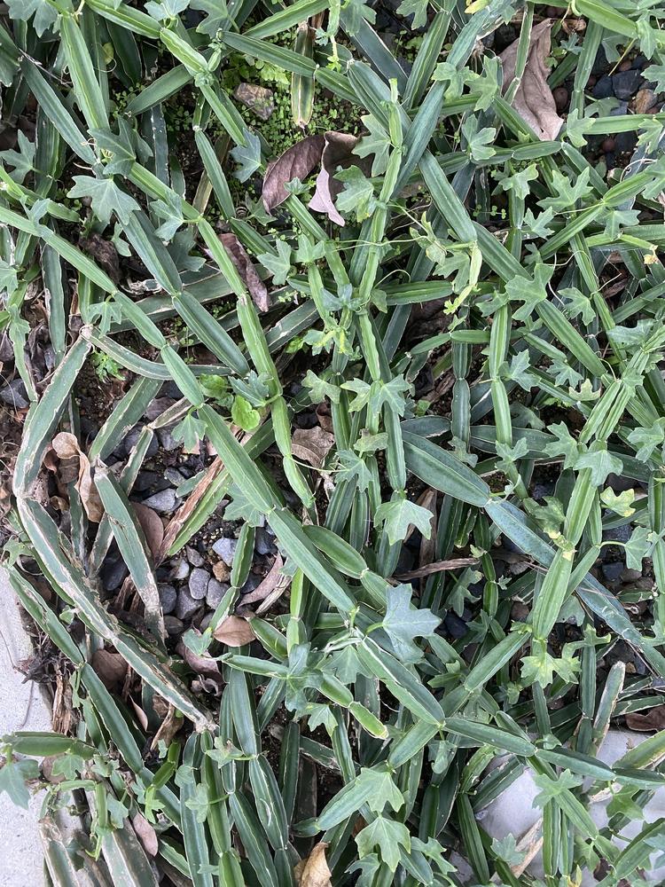 Photo of the entire plant of Cucumber Cactus (Cissus cactiformis ...