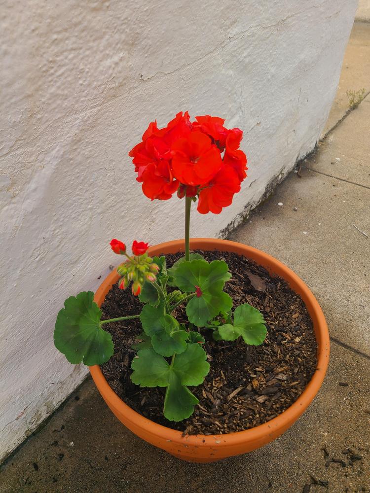 Photo of the entire plant of Zonal Geranium (Pelargonium x hortorum ...