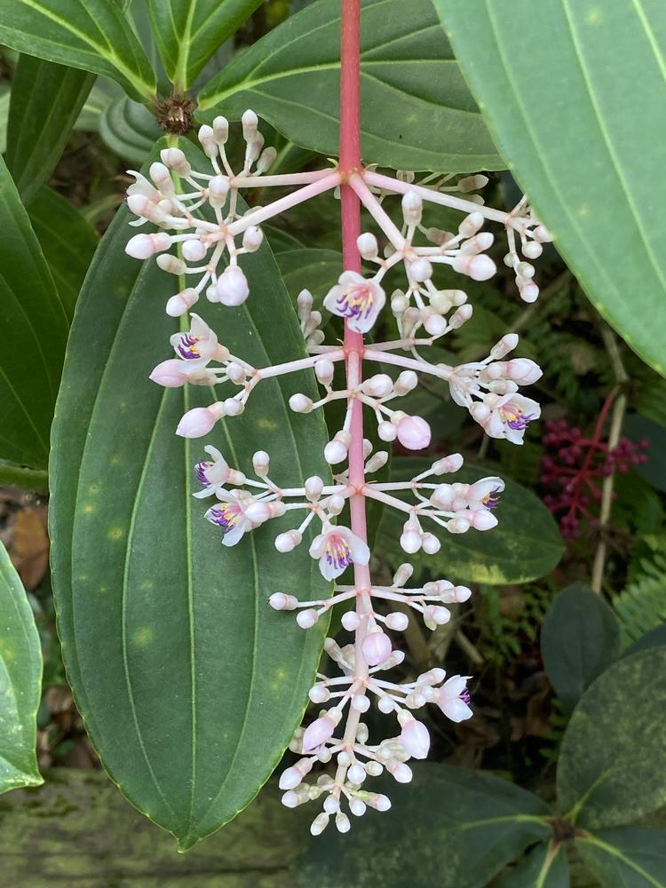 Photo of the bloom of Medinilla formosana posted by SL_gardener ...