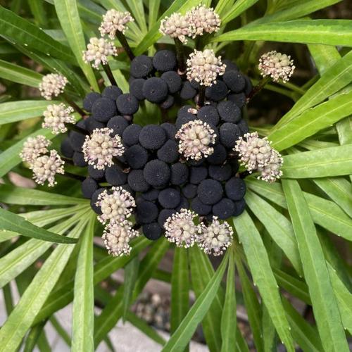 Golden Miagos (Osmoxylon lineare 'Variegata') - Garden.org