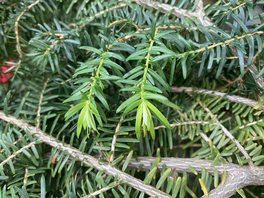 Chinese Hemlock (Tsuga chinensis) - Garden.org
