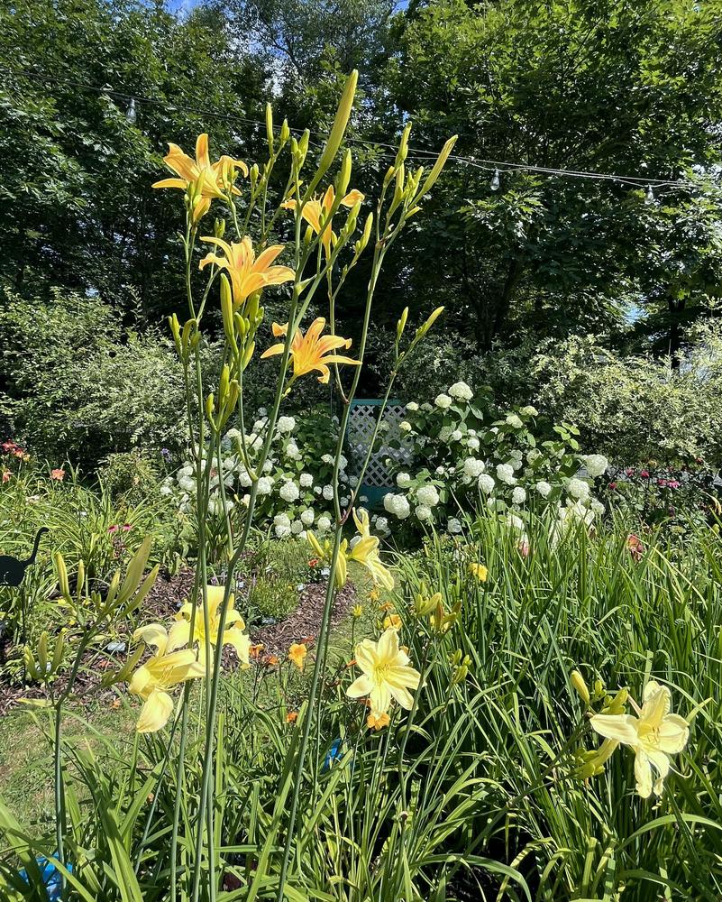 Photo of the entire plant of Daylily (Hemerocallis 'Autumn Minaret ...