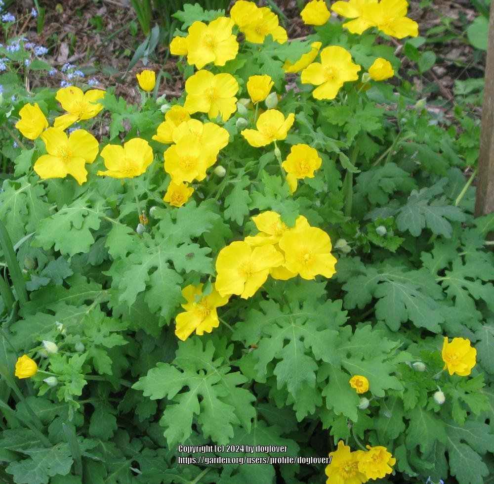 Photo of the bloom of Celandine Poppy (Stylophorum diphyllum) posted by ...