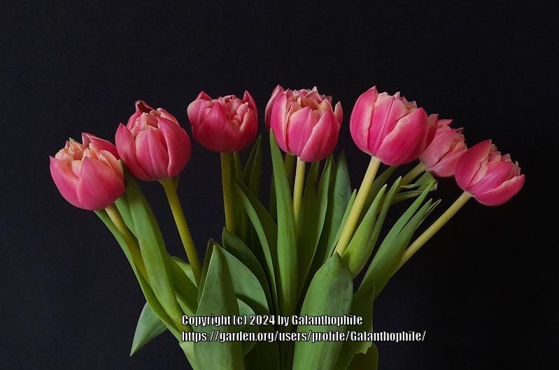 Photo of the bloom of Peony-Flowered Tulip (Tulipa 'Drumline') posted ...