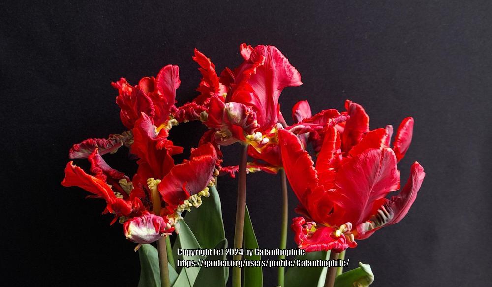 Photo of the bloom of Parrot Tulip (Tulipa 'Rococo') posted by ...