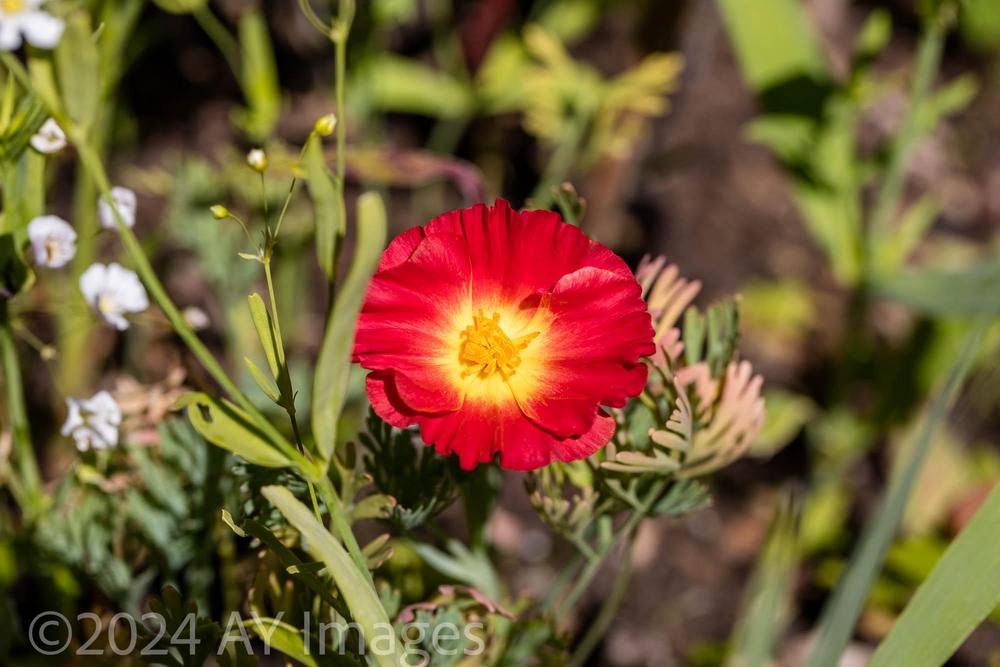 Photo of the bloom of Red California Poppy (Eschscholzia californica ...