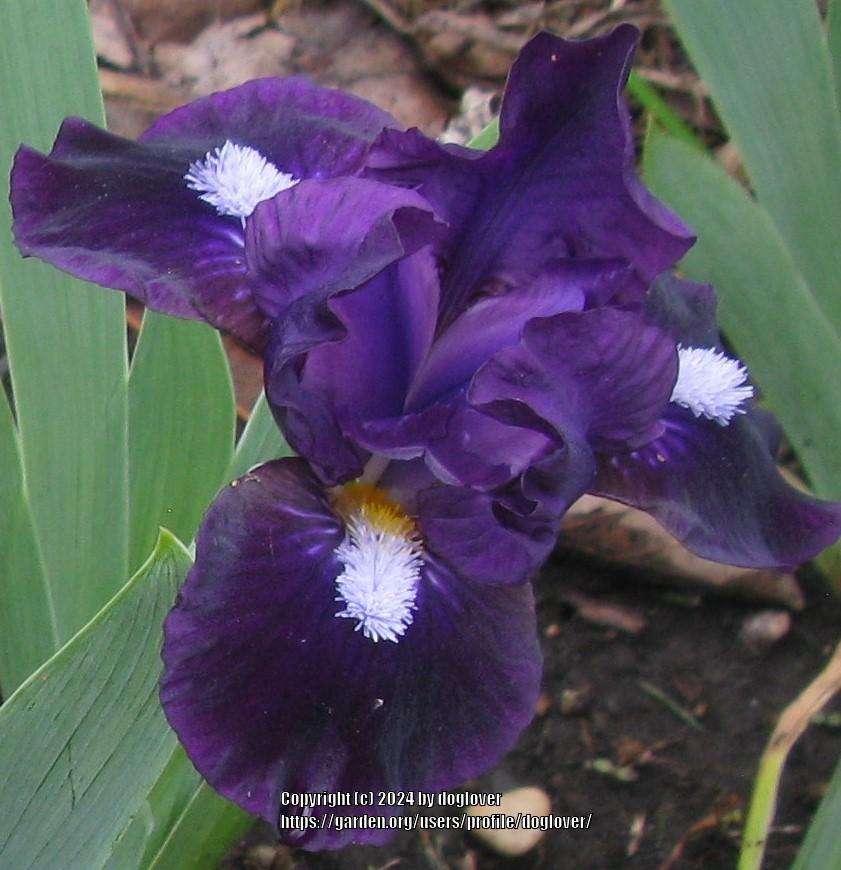 Photo of the bloom of Standard Dwarf Bearded Iris (Iris 'Wish Upon a Star') posted by doglover ...