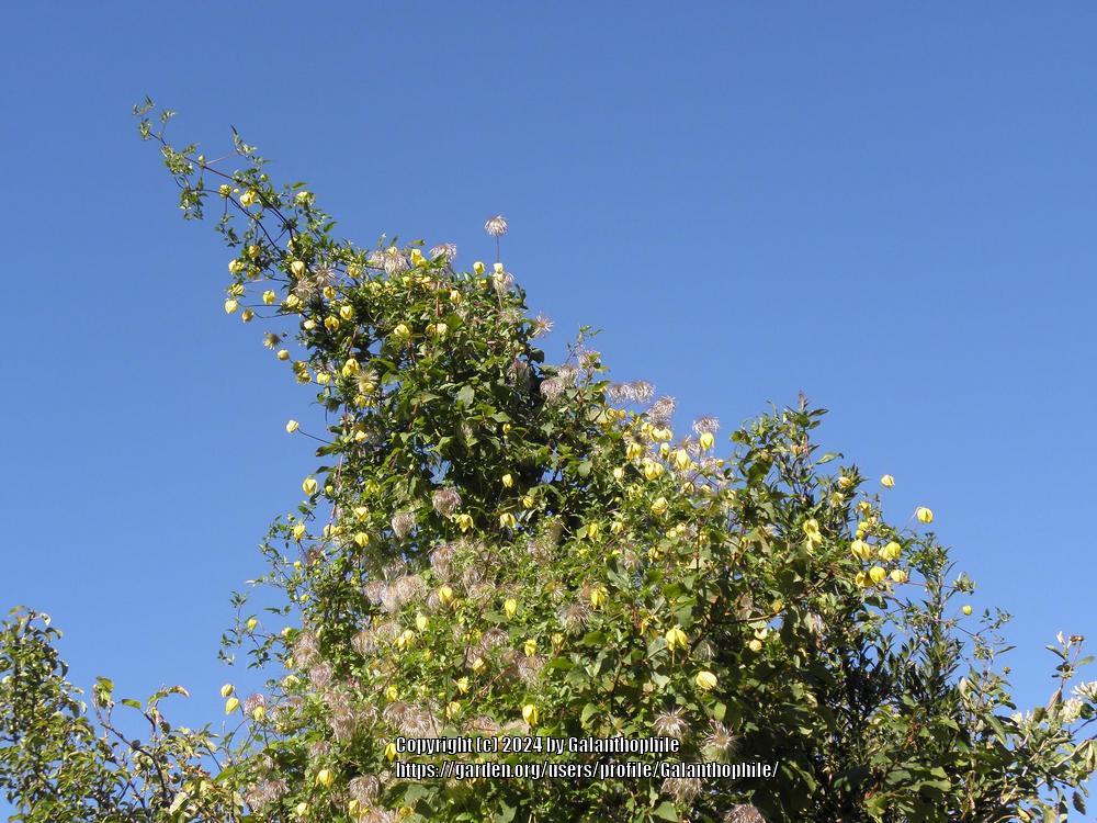 Photo of the seed pods or heads of Clematis (Clematis tangutica 'Helios ...