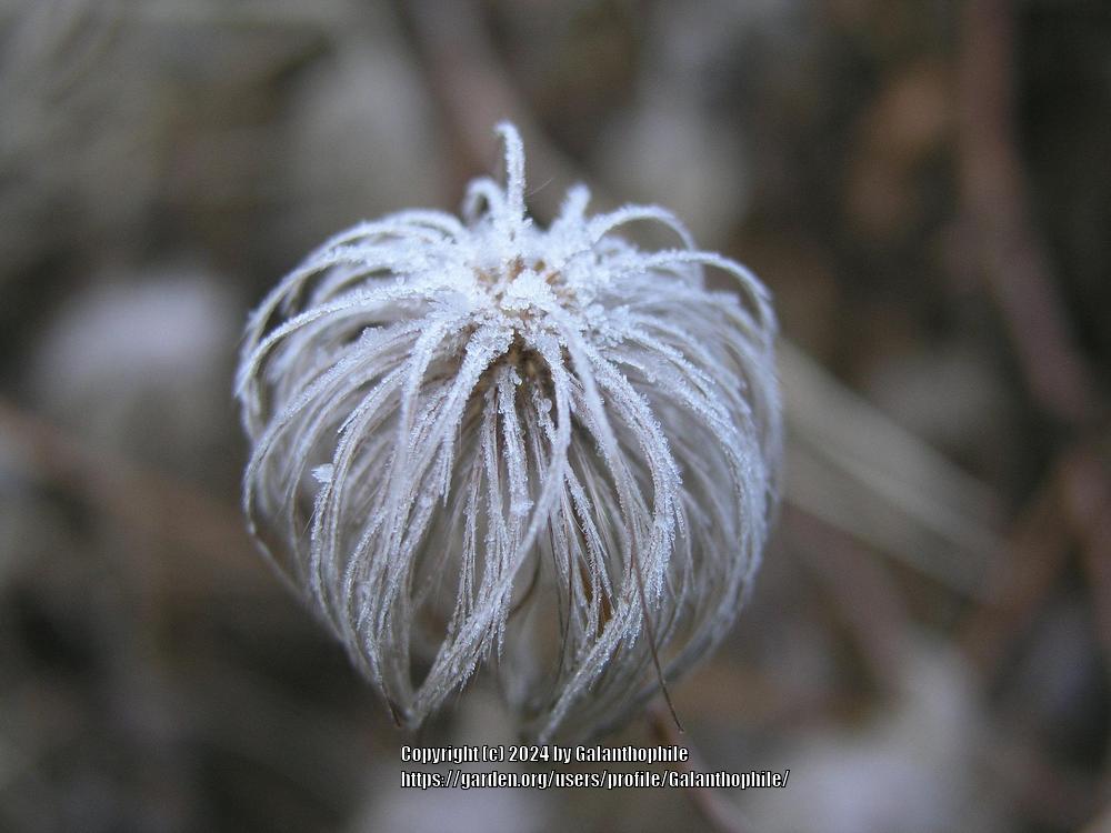 Clematis (Clematis tangutica 'Helios') in the Clematis Database ...