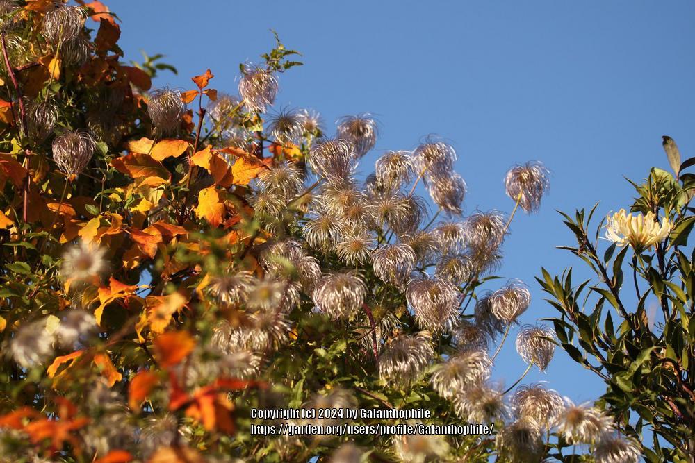 Photo of the seed pods or heads of Clematis (Clematis tangutica 'Helios ...