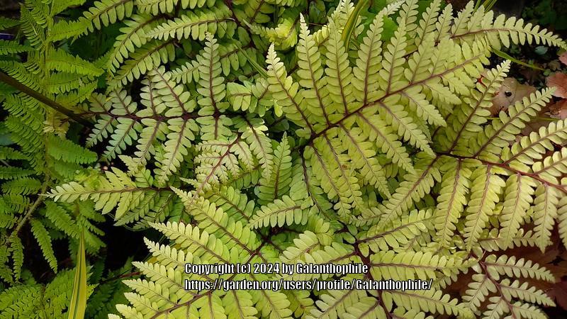 Photo of the leaves of Auriculate Lady Fern (Athyrium otophorum 'Okanum ...