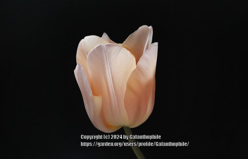 Photo of the bloom of Single Early Tulip (Tulipa 'Apricot Beauty') posted by Galanthophile ...