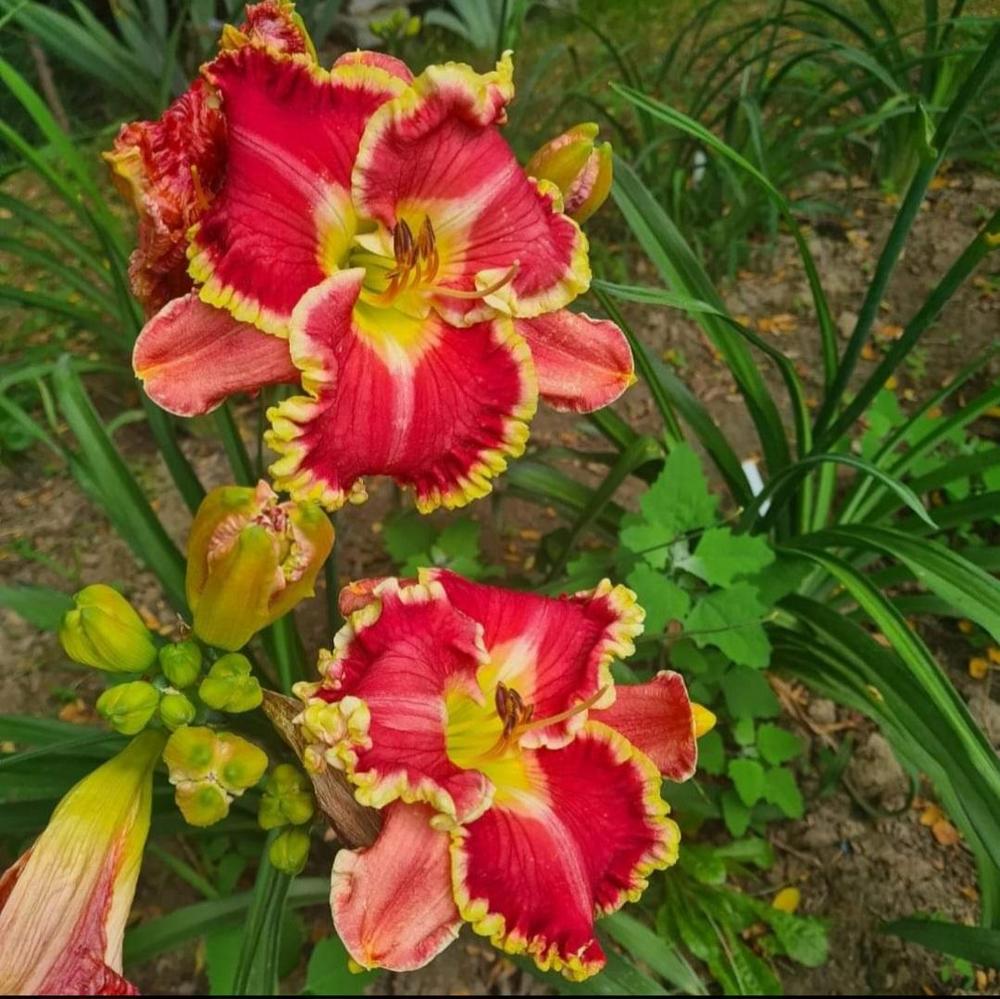 Photo of the bloom of Daylily (Hemerocallis 'Happy Go Ruffles') posted ...