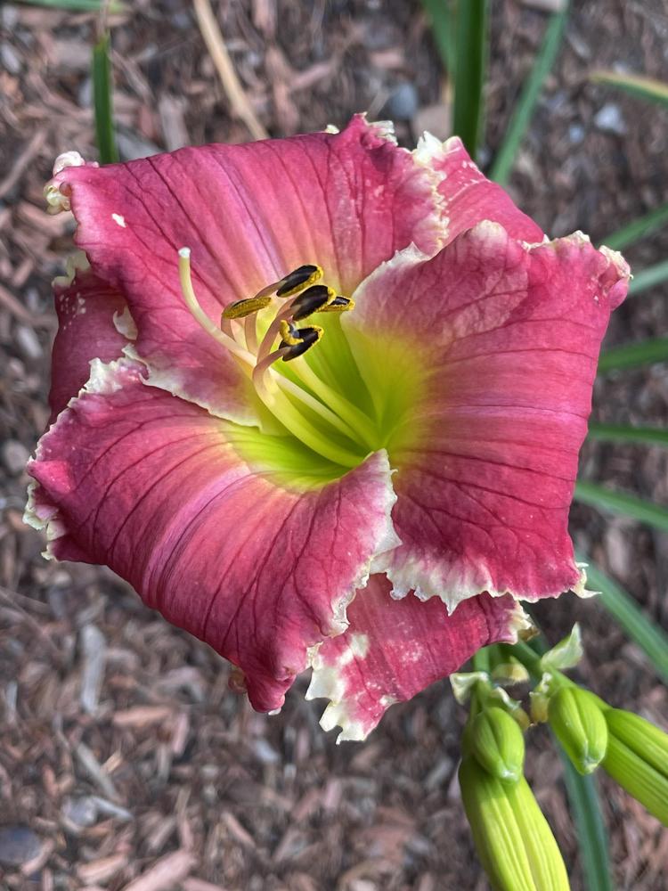 Photo of the bloom of Daylily (Hemerocallis 'Shark Infested Waters ...