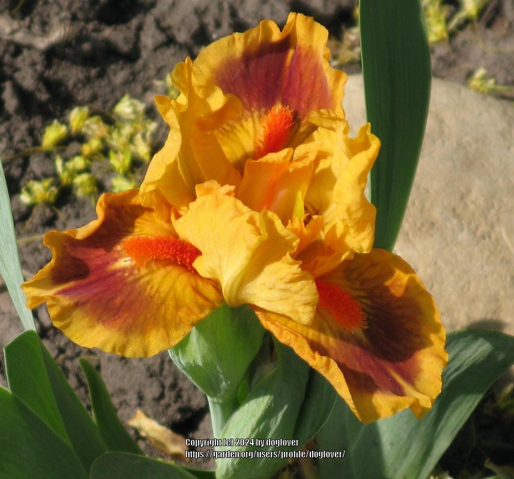 Photo of the bloom of Standard Dwarf Bearded Iris (Iris 'Bright') posted by doglover - Garden.org
