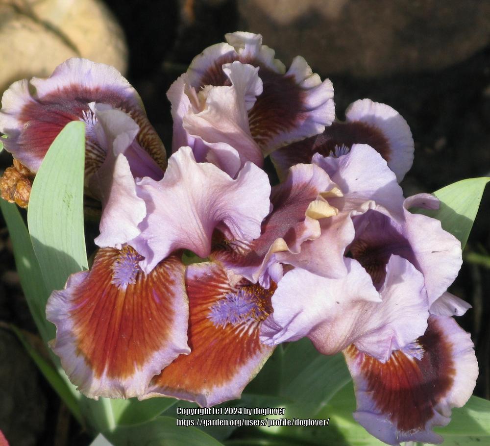 Photo of the bloom of Standard Dwarf Bearded Iris (Iris 'Island') posted by doglover - Garden.org