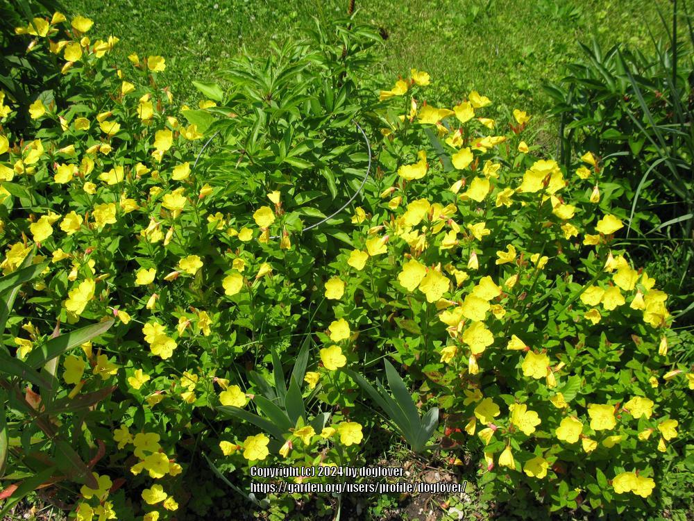Photo of the bloom of Evening Primrose (Oenothera Lemon Drop®) posted ...
