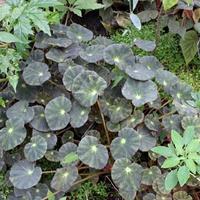 Photo of the entire plant of Begonia (Begonia mazae) posted by ...