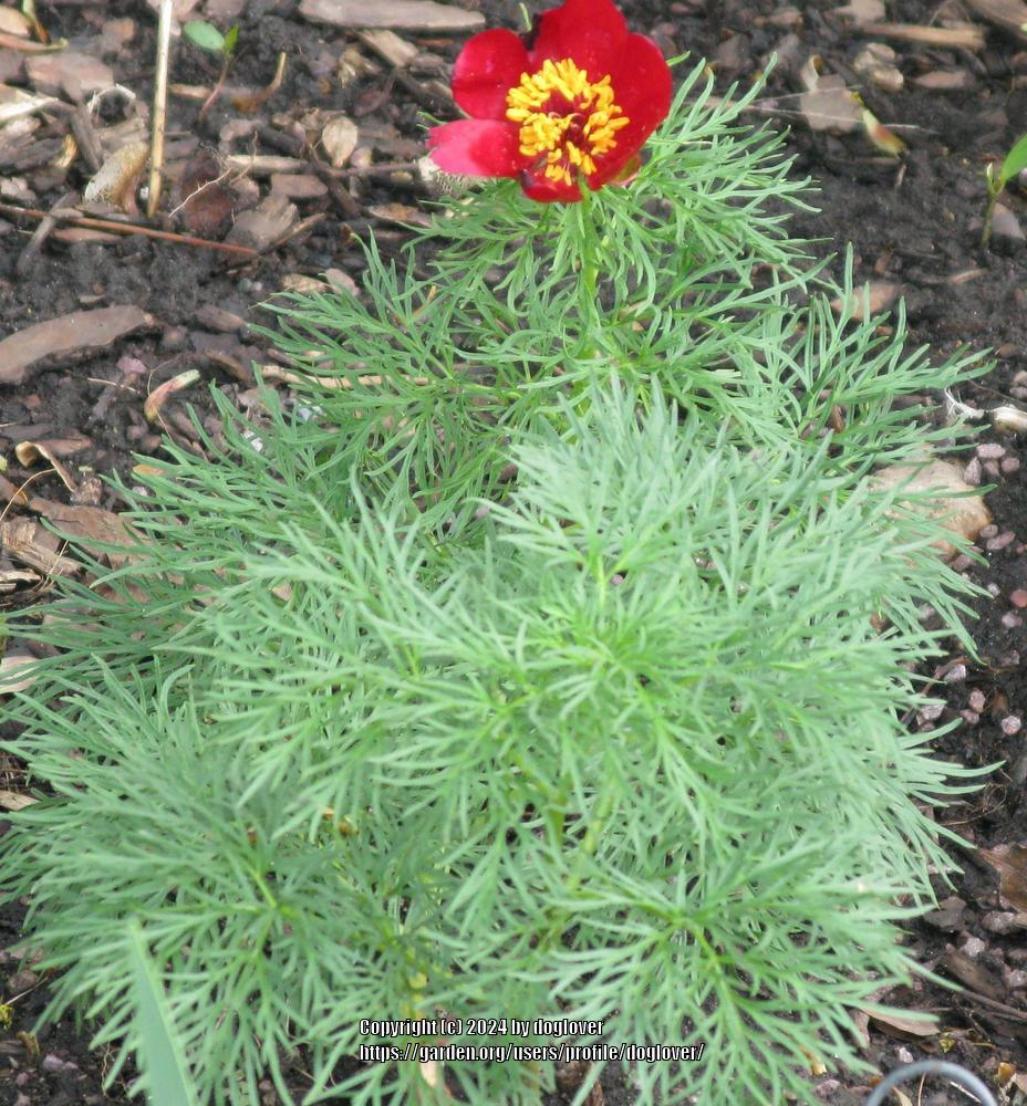 Photo of the bloom of Hybrid Fern Leaf Peony (Paeonia 'Fernleaf Hybrid ...