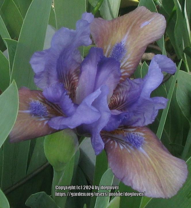 Photo of the bloom of Standard Dwarf Bearded Iris (Iris 'Wizard of Hope') posted by doglover ...