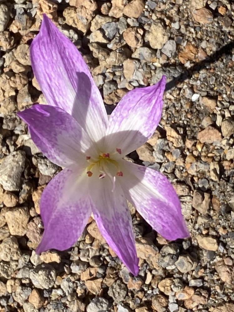 Photo of the bloom of False Autumn Crocus (Colchicum 'Violet Queen ...