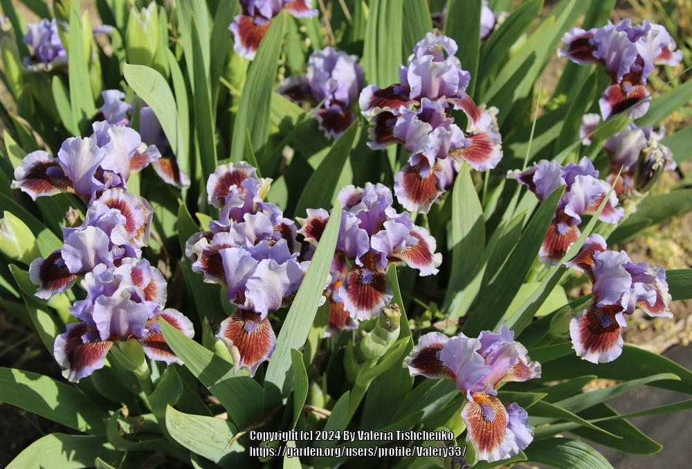 Photo of the bloom of Standard Dwarf Bearded Iris (Iris 'Island') posted by Valery33 - Garden.org