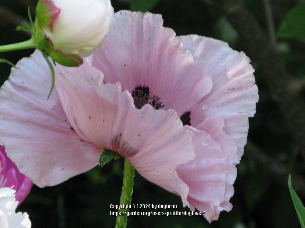 Photo of the bloom of Oriental Poppy (Papaver orientale 'Ruffled Patty ...