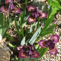 Photo of the bloom of Standard Dwarf Bearded Iris (Iris 'Ballistic') posted by doglover - Garden.org