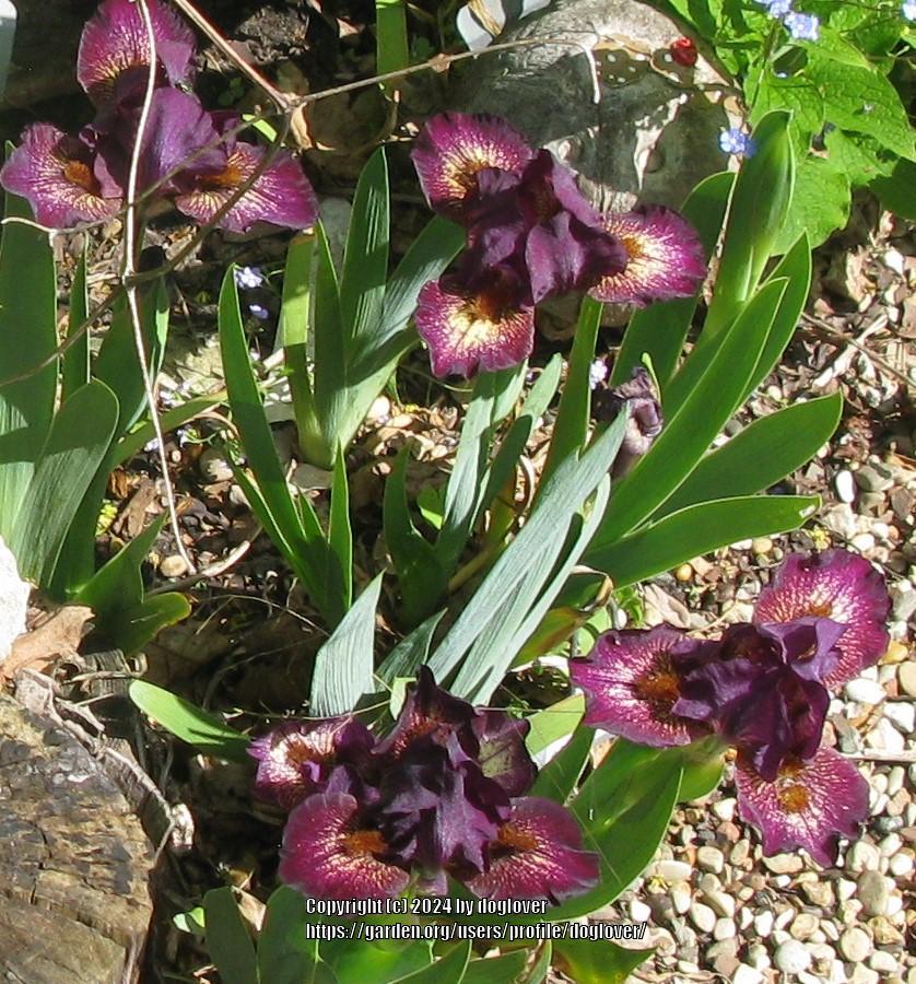 Photo of the bloom of Standard Dwarf Bearded Iris (Iris 'Ballistic') posted by doglover - Garden.org
